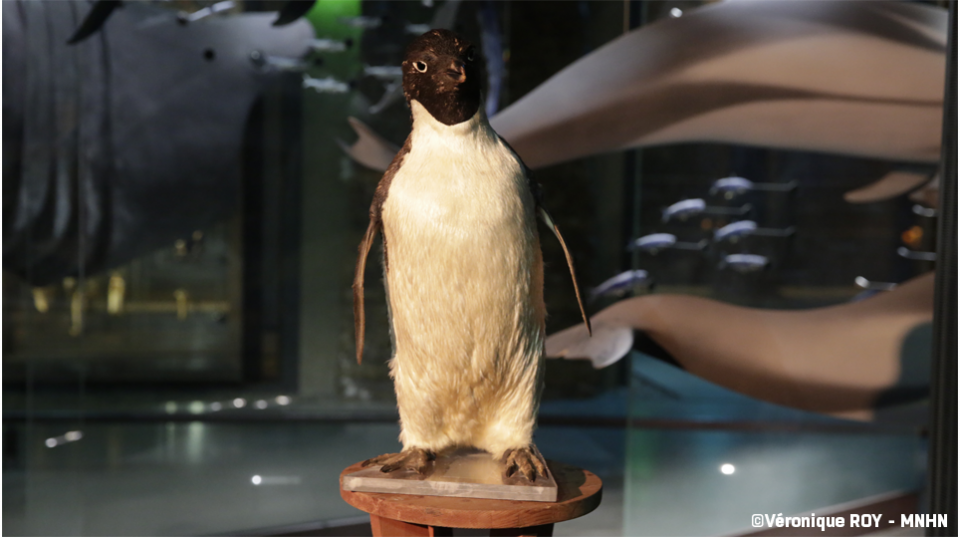 David Wahl - Causeries II "La Visite Curieuse et Secrète"